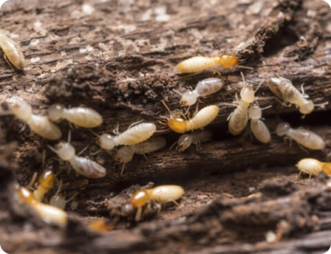Wood Destroying Insects | North Star Pest Solutions